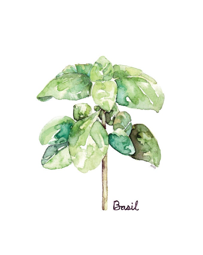 Basil Leaf Artwork
