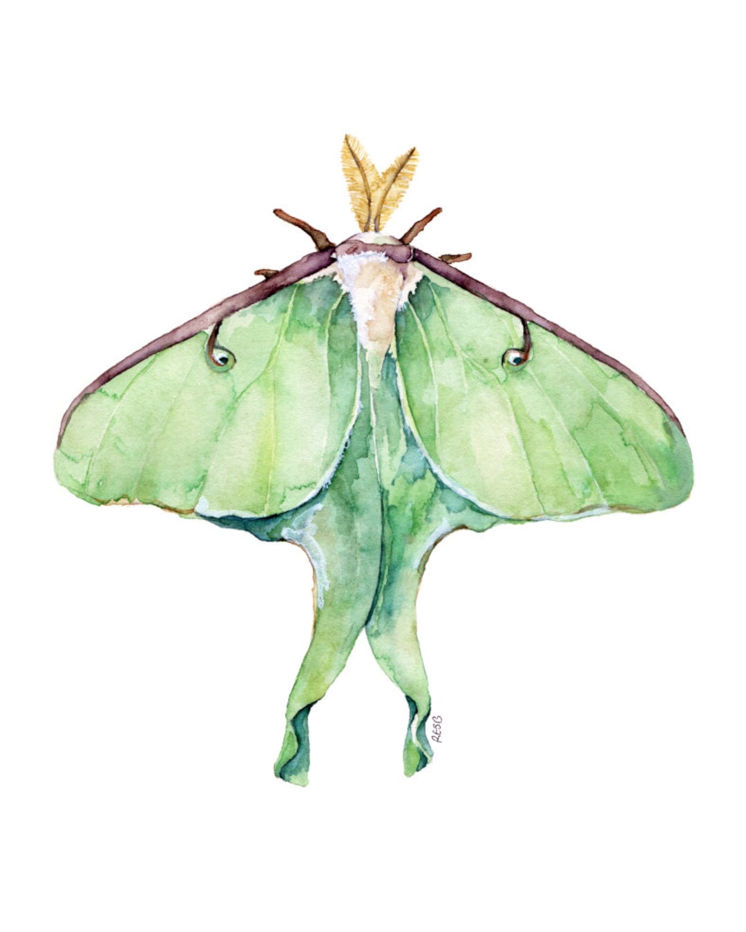 Luna Moth Print - Painting Titled, "luna Moth", Green Luna Moth ...