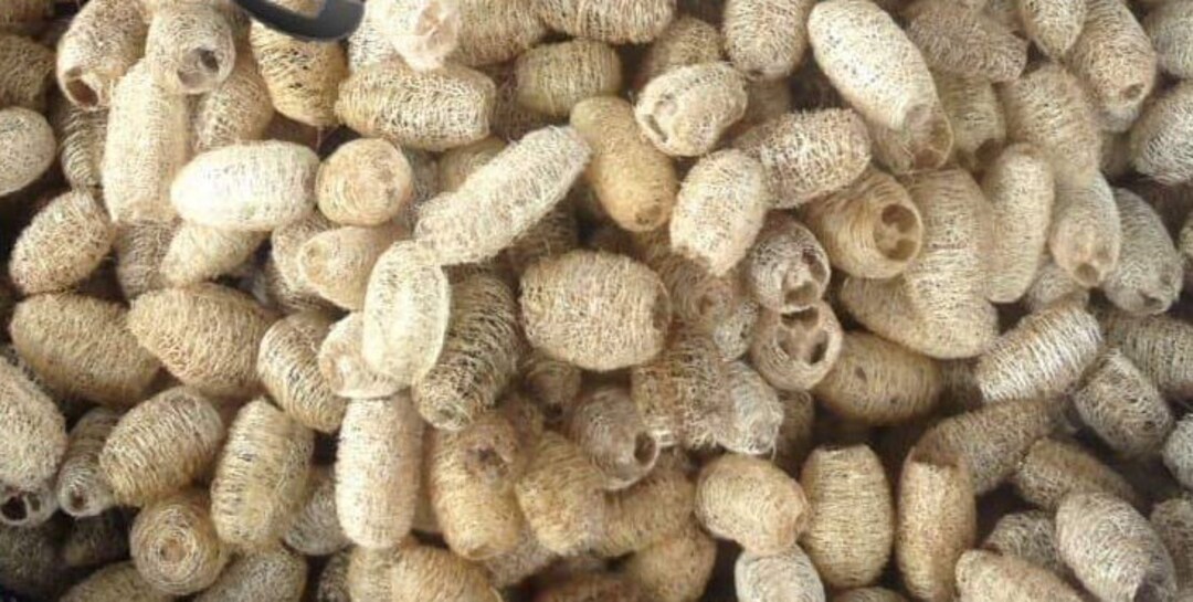 500 Pcs. Whole Mini Luffs Loofah Natural Body Scrubber Sponge Bath ...