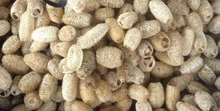 500 Pcs. Whole Mini Luffs Loofah Natural Body Scrubber Sponge Bath ...