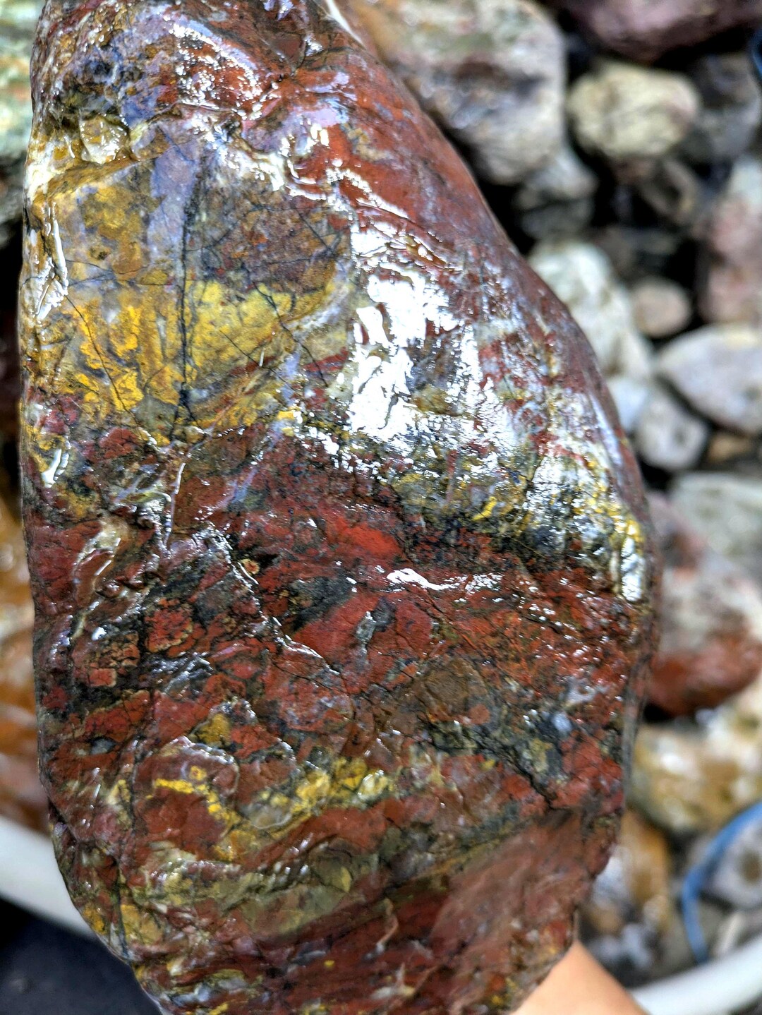 INCREDIBLE - Rare Multi-colored Brecciated Jasper W/blue Inclusions ...