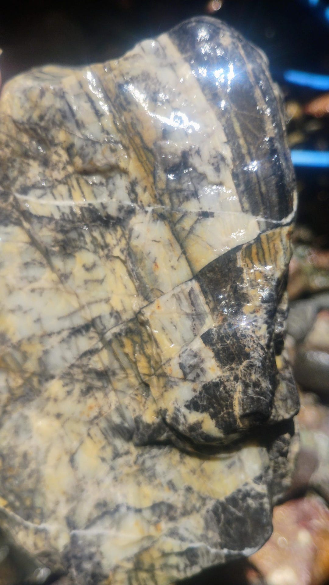 Premium Metamorphic Picasso Stone Specimen - From Mendocino County ...