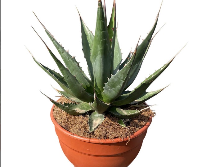 Agave Montana mountain Agave Live Agave Plant Rooted - Etsy
