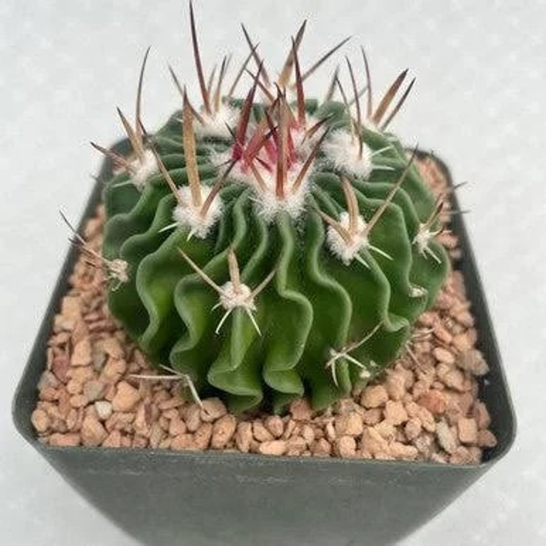 Stenocactus Multicostatus (brain Cactus) 2, 4 or 6 Inch Pot - Etsy