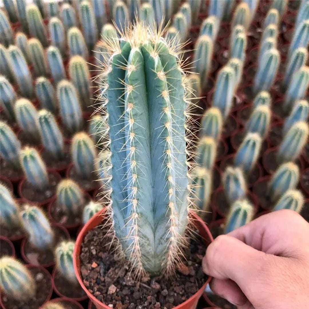Intense Blue Columnar - Blue Torch Cactus - Oversized White Flower ...