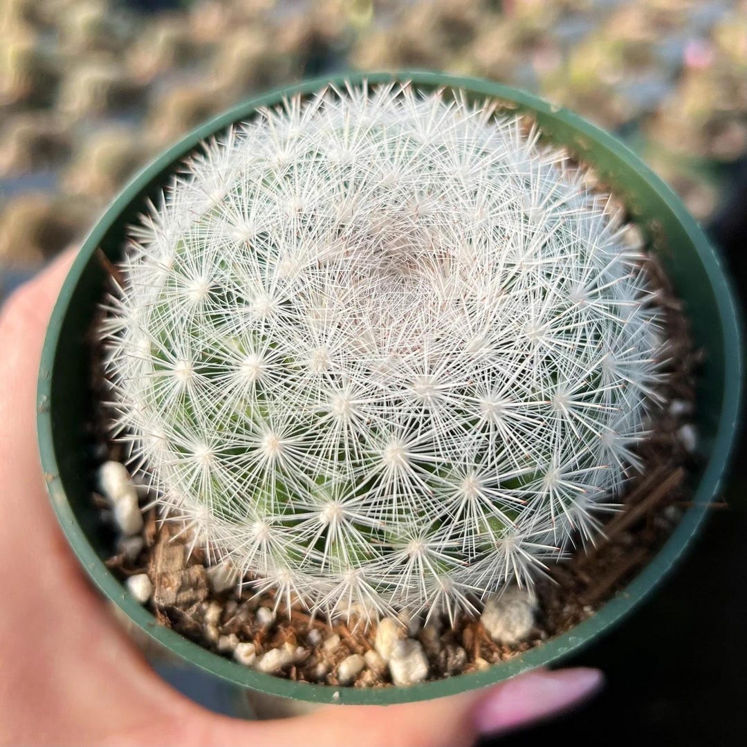 Snow White Spines - Snowball Cactus - Densely Covered - 'mammillaria ...