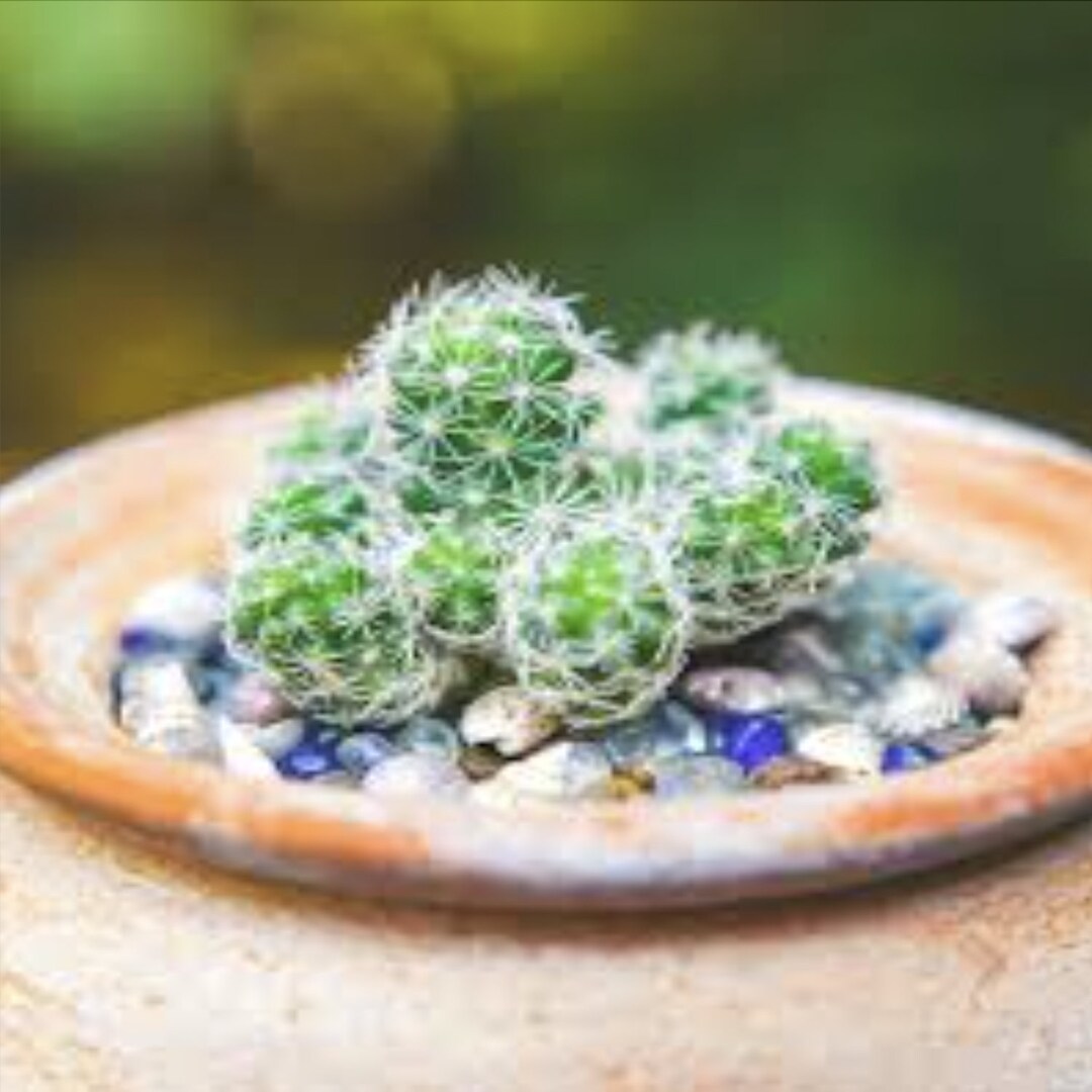 Mammillaria Gracilis Fragilis thimble Cactus 2 Inch Pot - Etsy