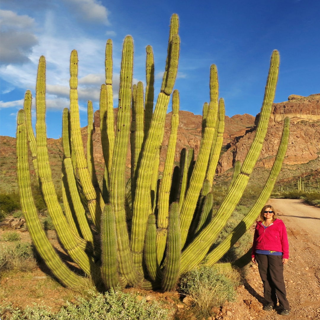 Towering Columnar - Arizona Organ Pipe Cactus - Huge White Flowers ...