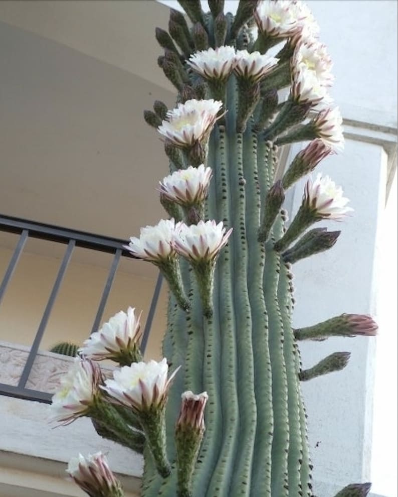 Towering Columnar - Argentine Saguaro Cactus - Huge White Flowers ...