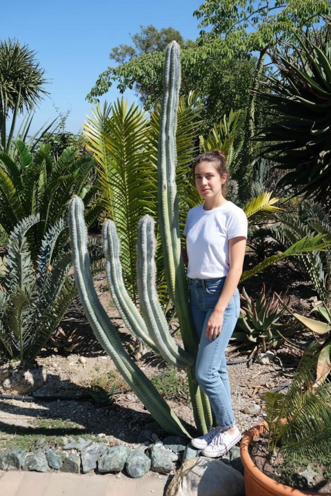Intense Blue Columnar - Blue Torch Cactus - Oversized White Flower ...