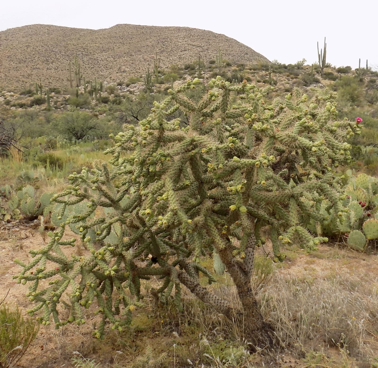 Chain Fruit Cholla Cactus Cutting: Pink Flowers, Ready for Propagation ...