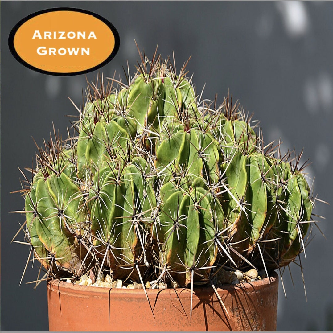 Ferocactus Robustos clump Barrel Cactus Succulent plant - Etsy