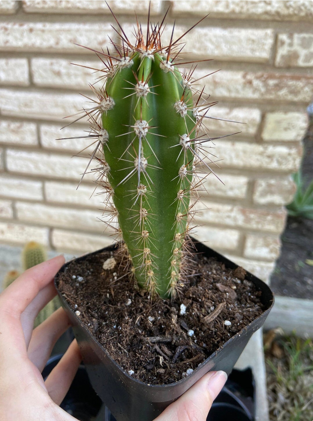 Neoraimondia Herzogianai baseball Bat Cactus 3.5 Inch Pot - Etsy