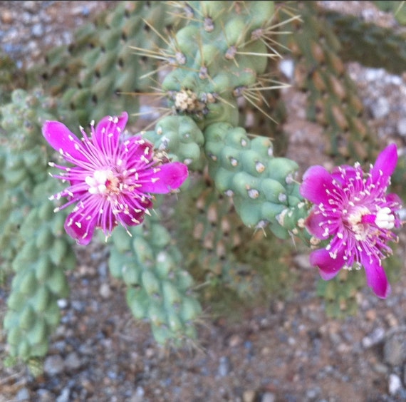 Chain Fruit Cholla Flower