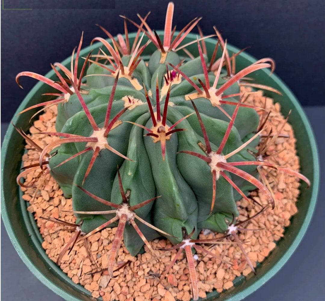Vibrant Purple Flower - Devil's Tongue Cactus - Red Spined ...
