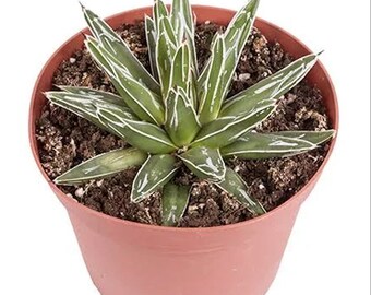 Queen Victoria Agave Agave Victoriae Reginae as Shown Live Plant RARE ...