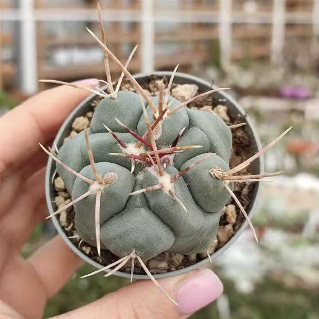 Pale Blue Coloration - Suncup Cactus - Pink Flower - 'thelocactus ...