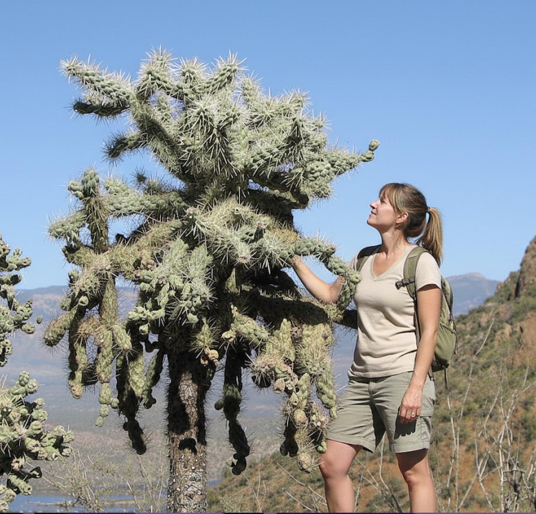 Razor Sharp Spines - Jumping Cholla Cactus Cutting - Effortless ...