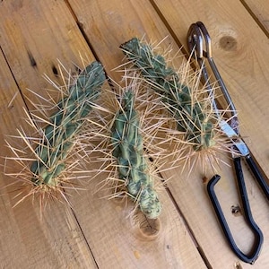 Razor Sharp Spines - Jumping Cholla Cactus Cutting - Effortless ...