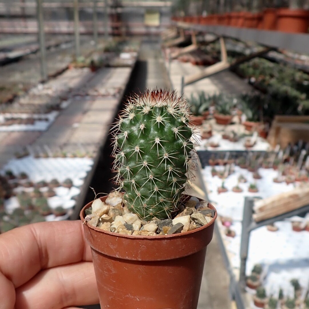 Purplish Flowers - Bonker Hedgehog Cactus - Clumping Small Cactus ...