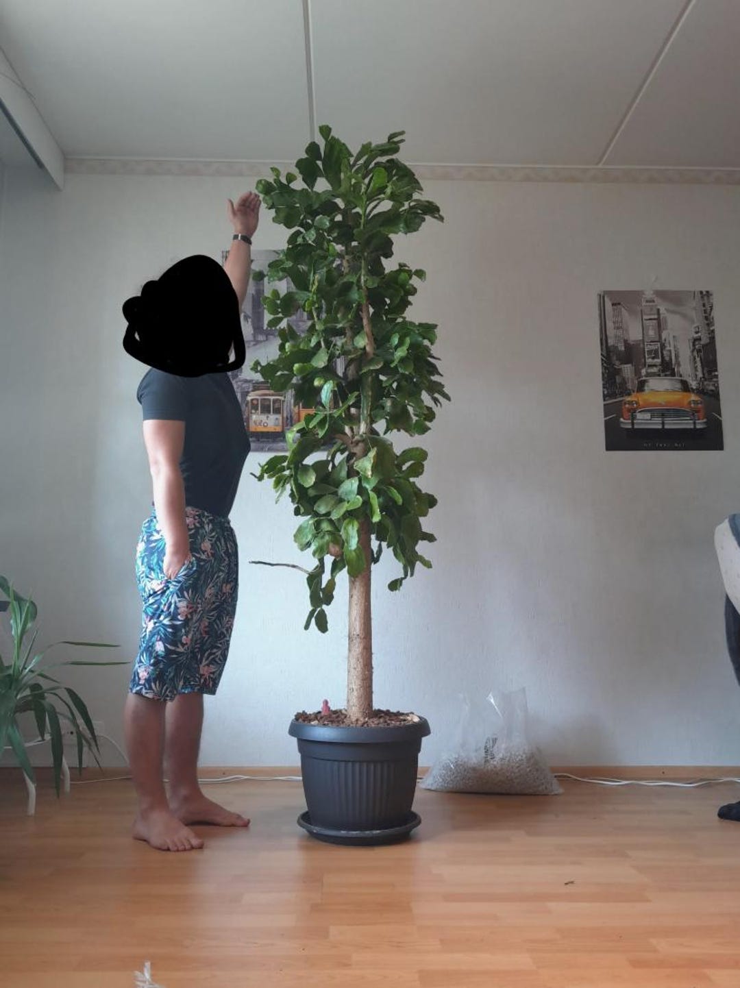 Brazilian Prickly Pear Cactus Cutting: Tree-like Wavy Pads - Etsy