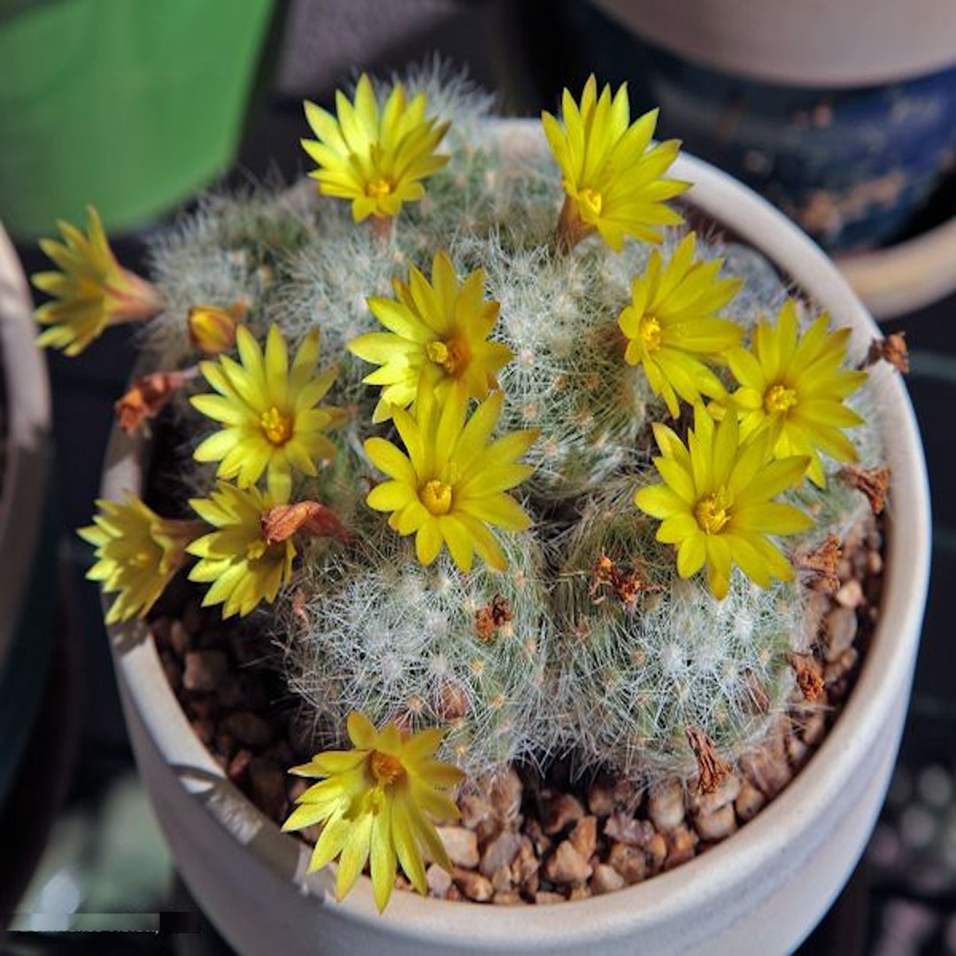 Mammillaria Baumii clumping Cactus 6 Inch Pot - Etsy