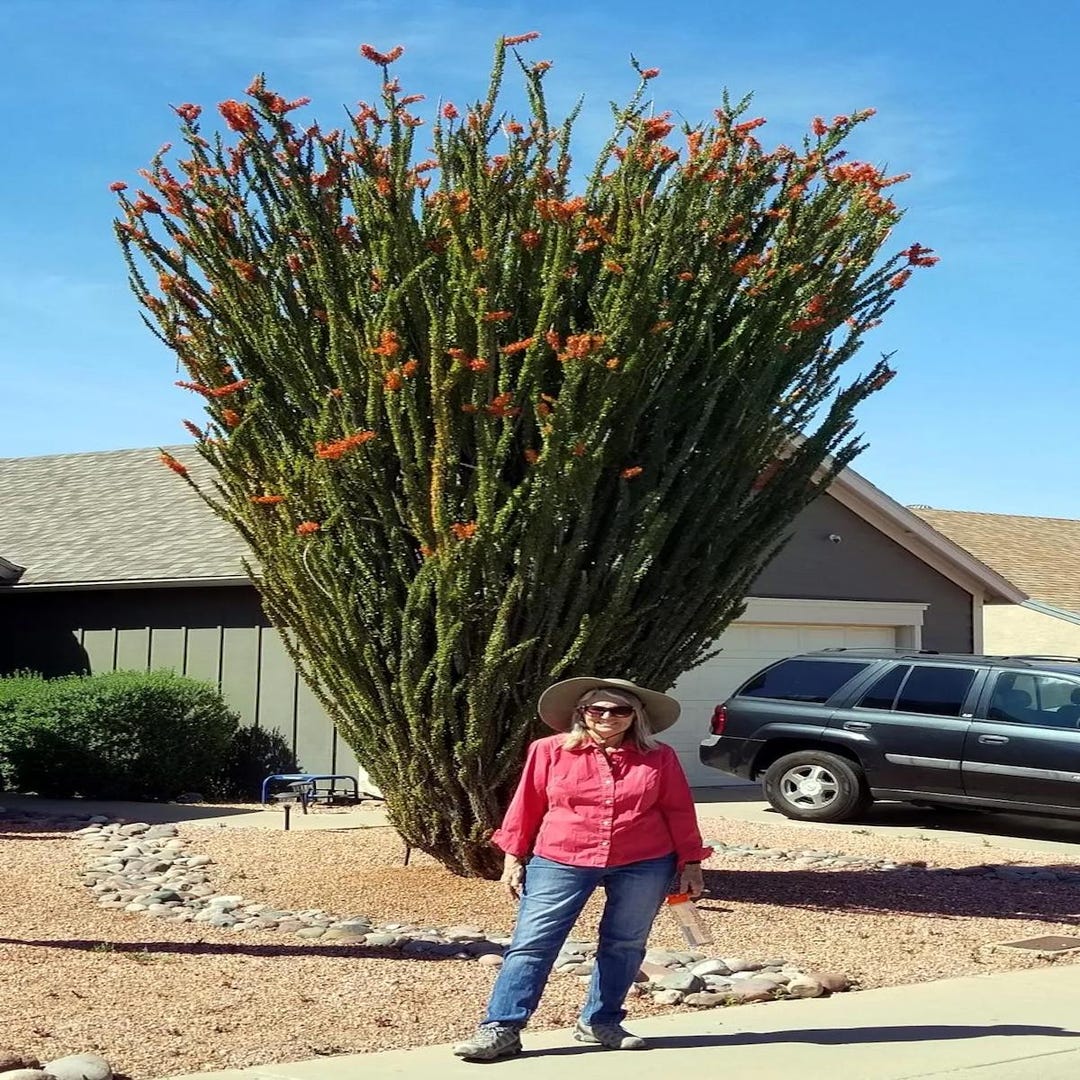 Flores rojas - Esqueje de ocotillo - Listo para propagarse - 'Fouquieria splendens' - Nativa del ...