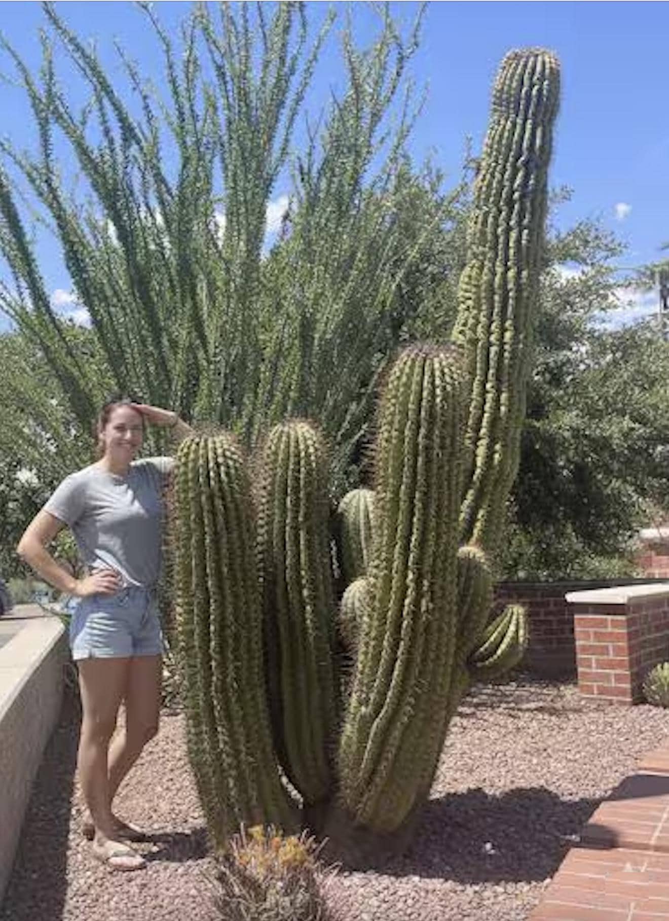 Towering Columnar - Argentine Saguaro Cactus - Huge White Flowers ...