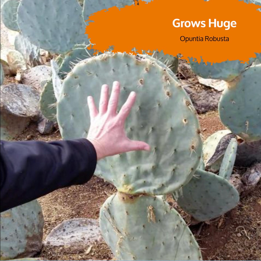 Grows Huge Pad - Wheel Cactus Cutting - Easy to Root - 'opuntia Robusta ...
