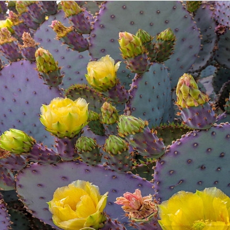 Purple Cactus - Etsy