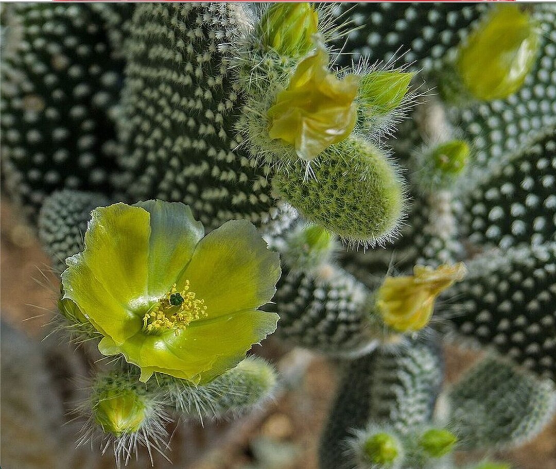 Opuntia Microdasys Albata giant White Bunny Ears Cactus Cutting - Etsy