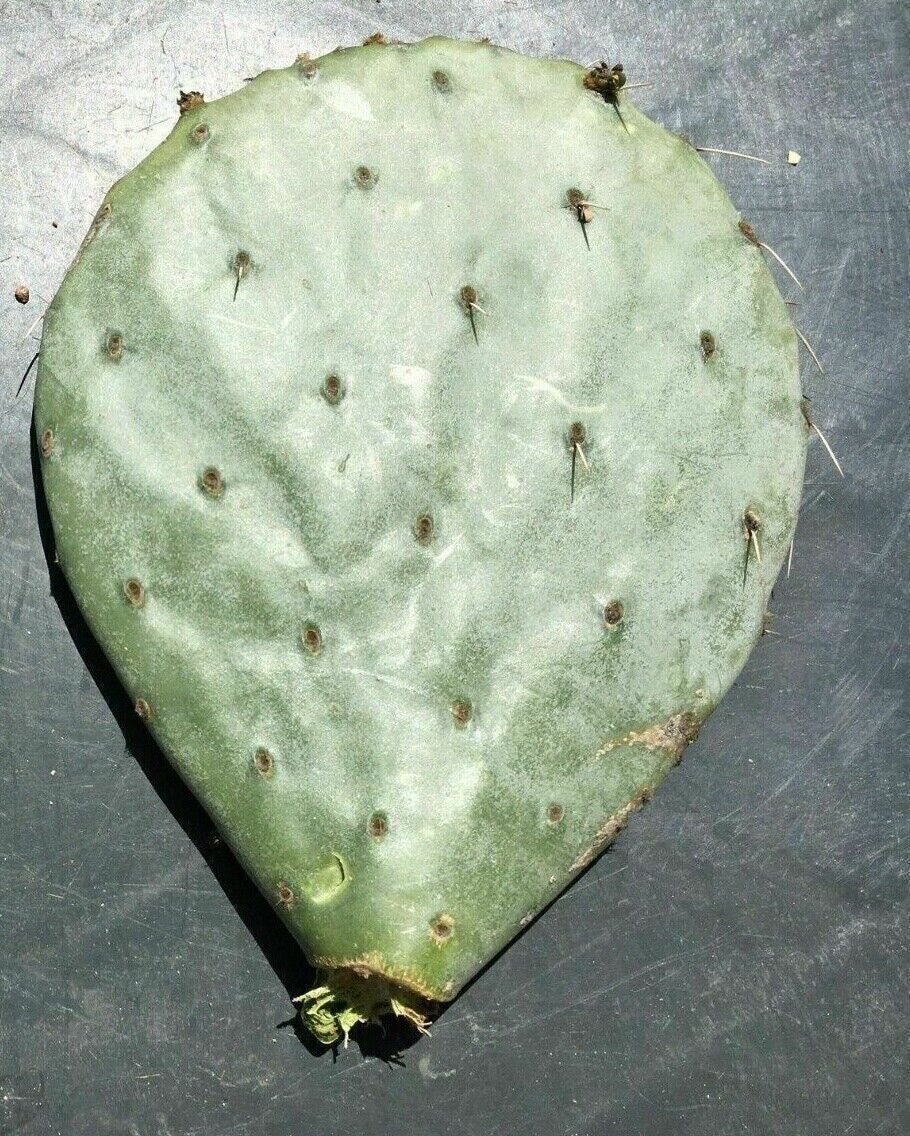 Grows Huge Pad - Wheel Cactus Cutting - Easy to Root - 'opuntia Robusta ...