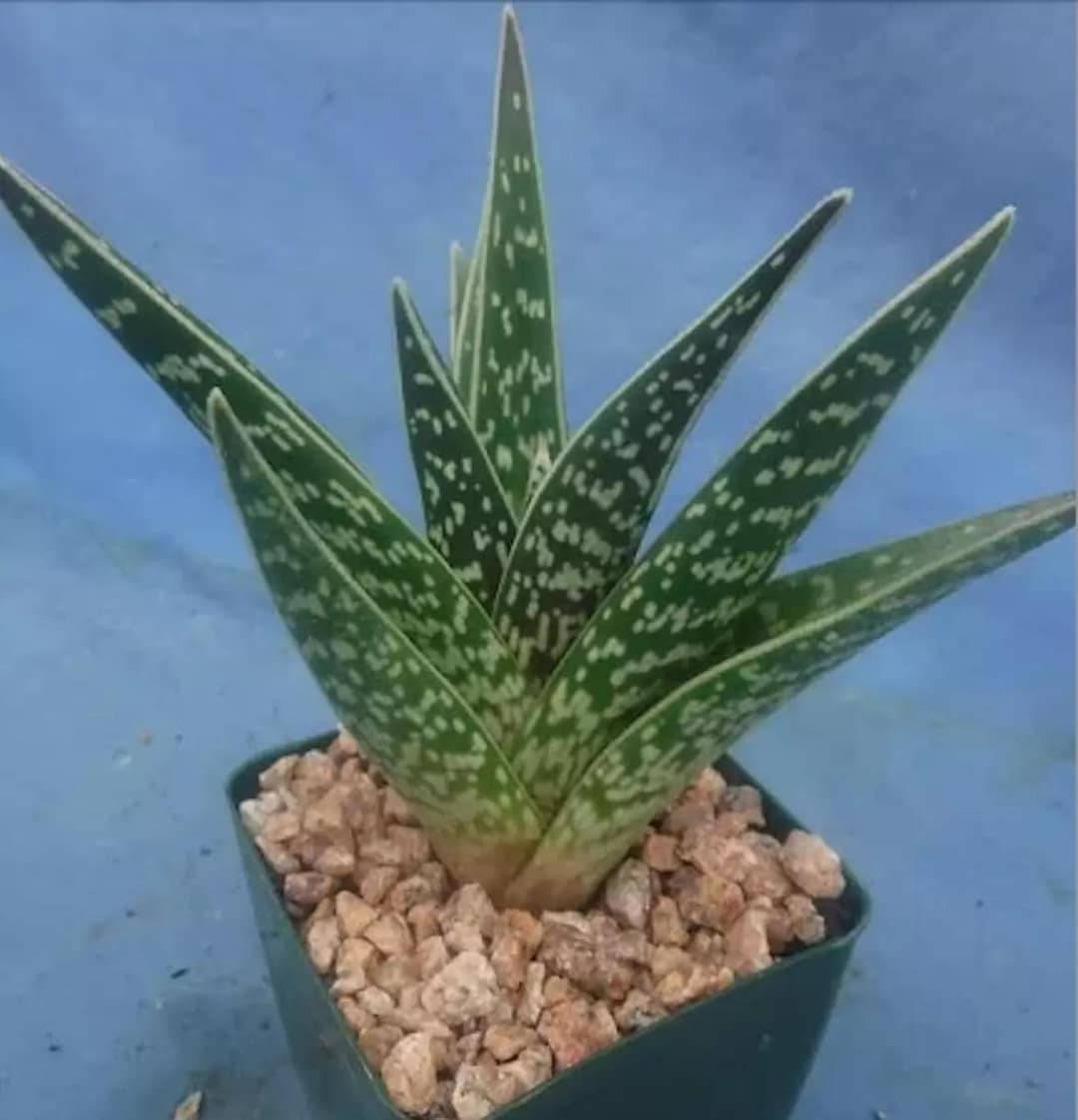 Tiger Aloe Plant - Variegated 'aloe Variegata' - Hummingbird Attractor ...
