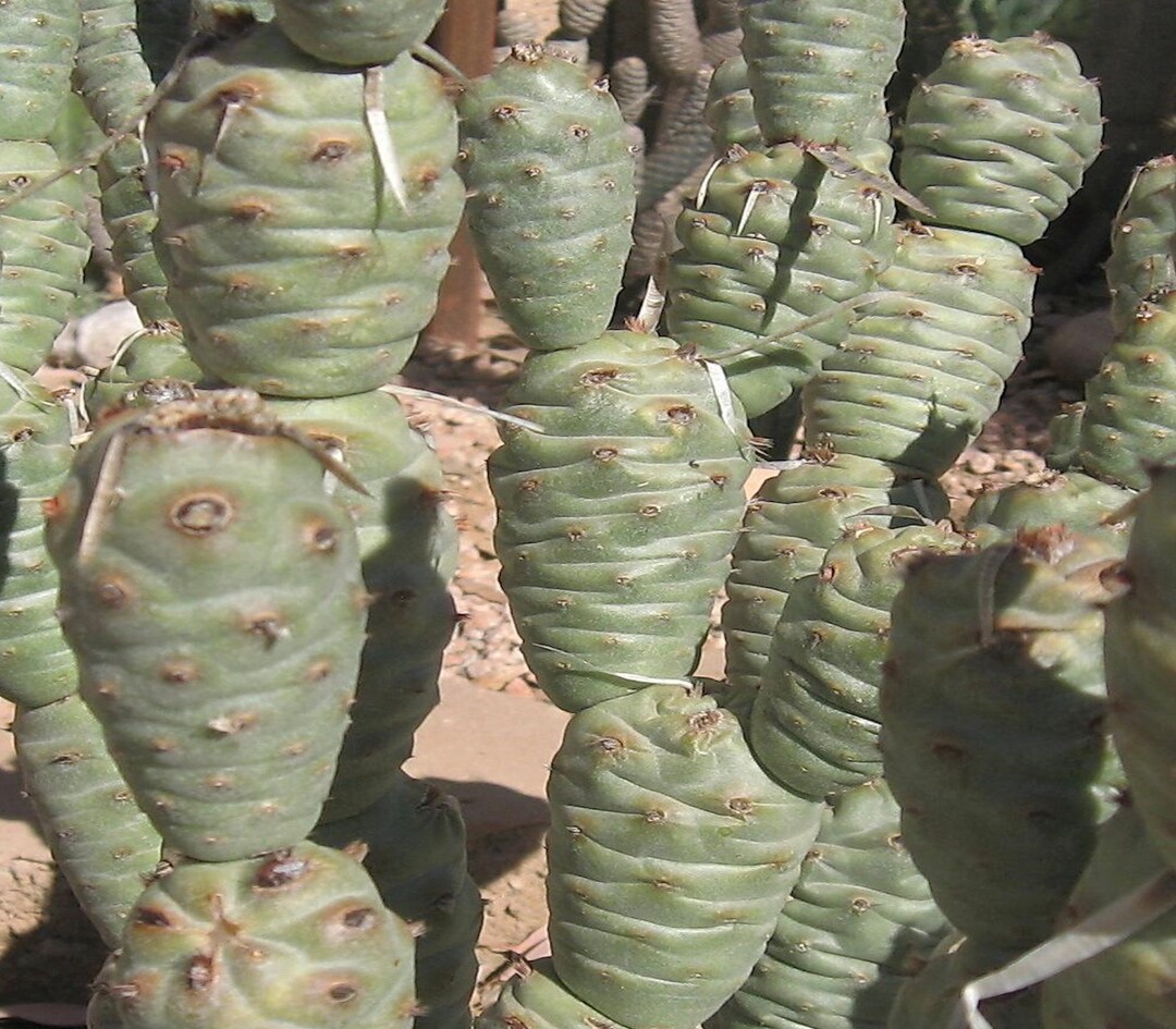 Tephrocactus Papyracanthus Paper Spine Exotic Oddity Cactus Cutting - Etsy