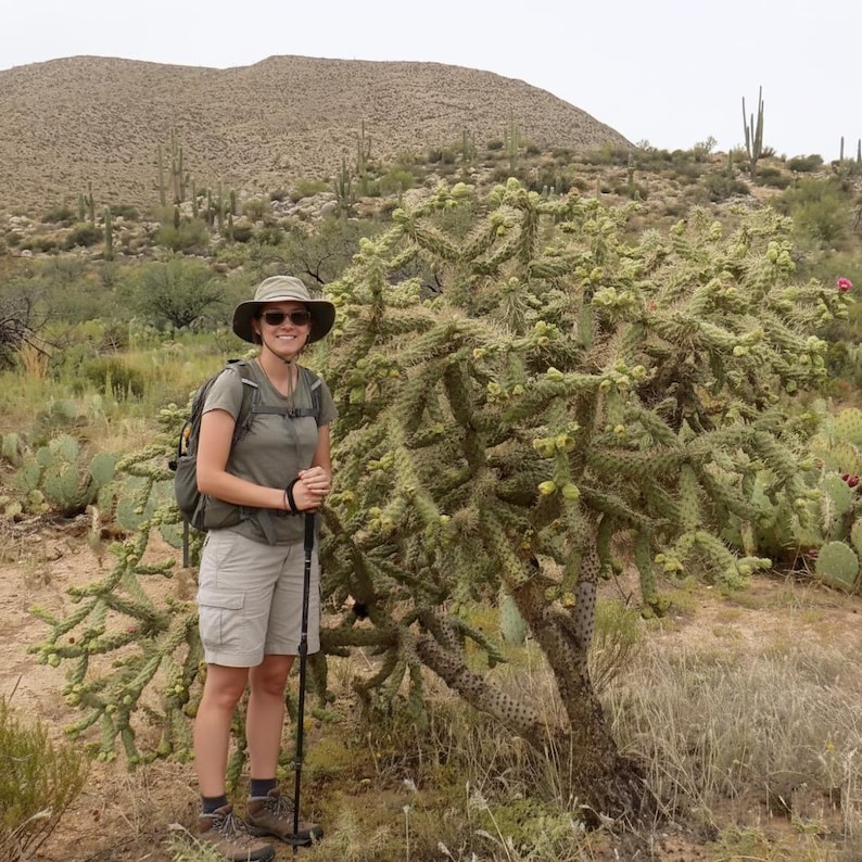 Chain Fruit Cholla Cactus Cutting: Pink Flowers, Ready for Propagation ...