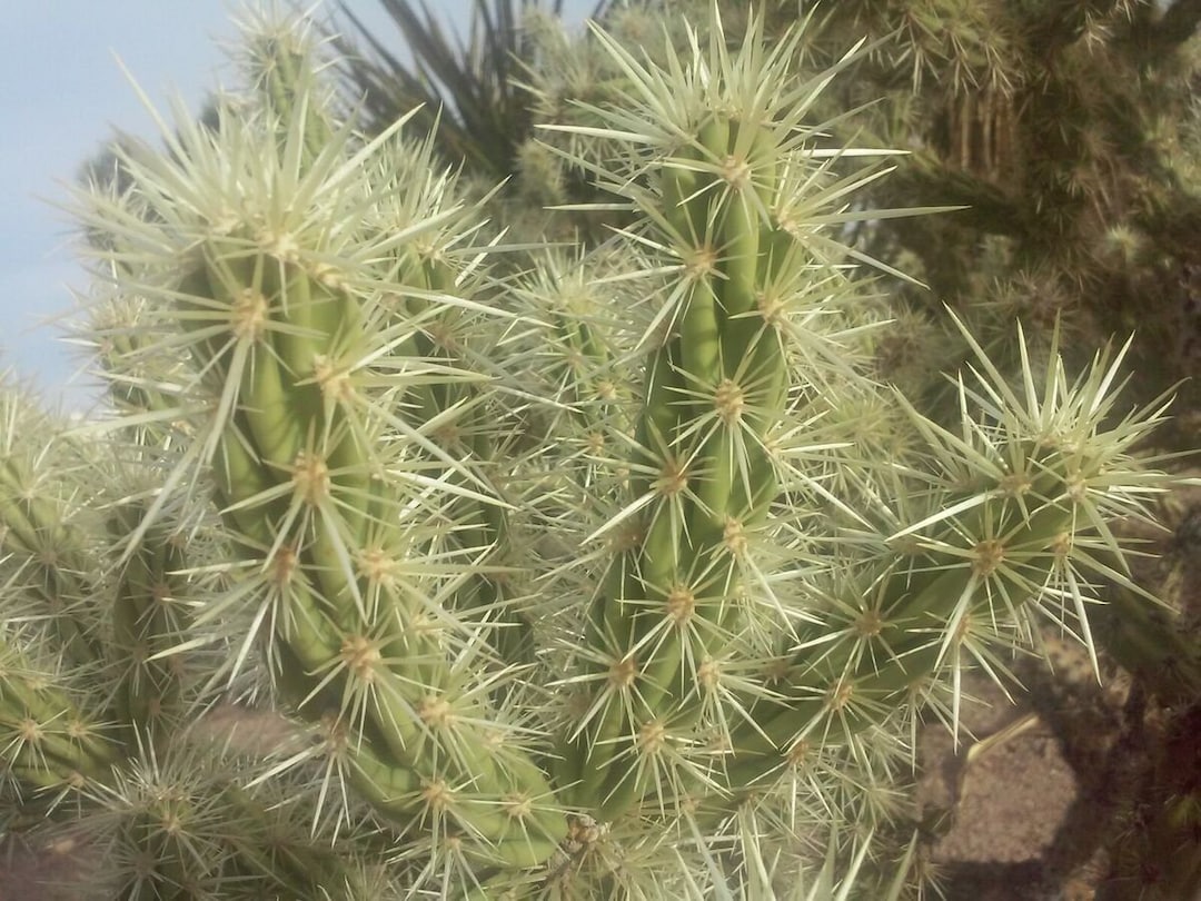 Razor Sharp Spines - Jumping Cholla Cactus Cutting - Effortless ...