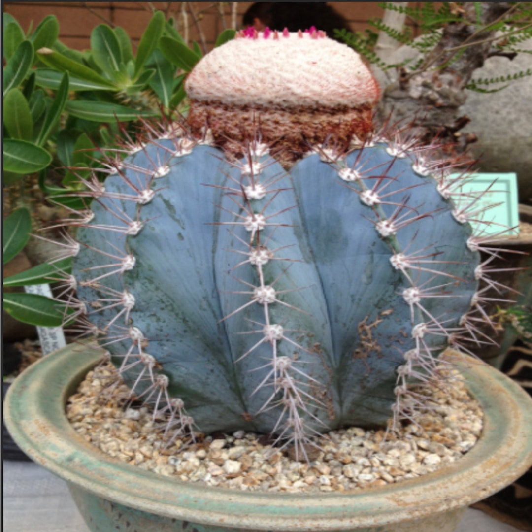 Melocactus Azureus turk's Cap 2, 4 or 6 Inch Pot - Etsy