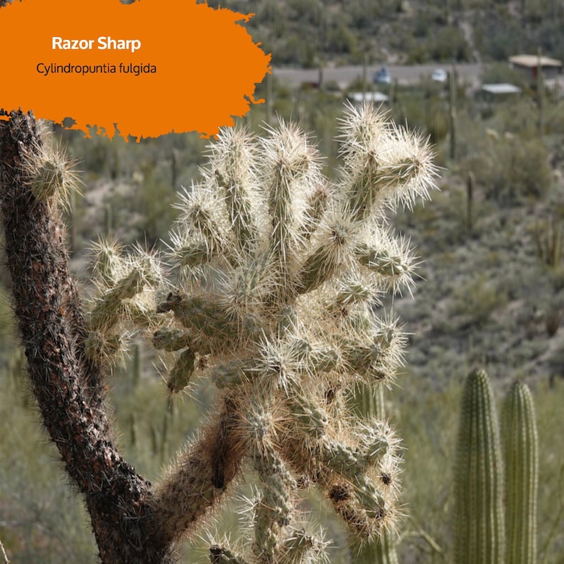 Razor Sharp Spines - Jumping Cholla Cactus Cutting - Effortless ...