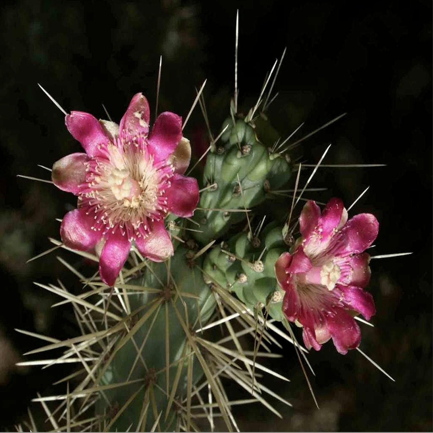 Razor Sharp Spines - Jumping Cholla Cactus Cutting - Effortless ...