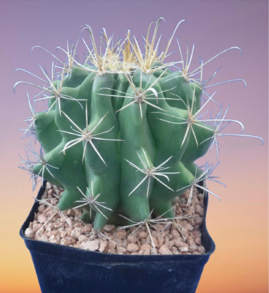 Yellow Spined - Tucson Yellow Barrel Cactus - Rare Variant ...