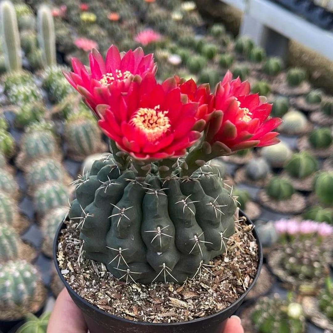 Dwarf Chin Cactus: Gymnocalycium Baldianum With Pale Red Blooms - Etsy