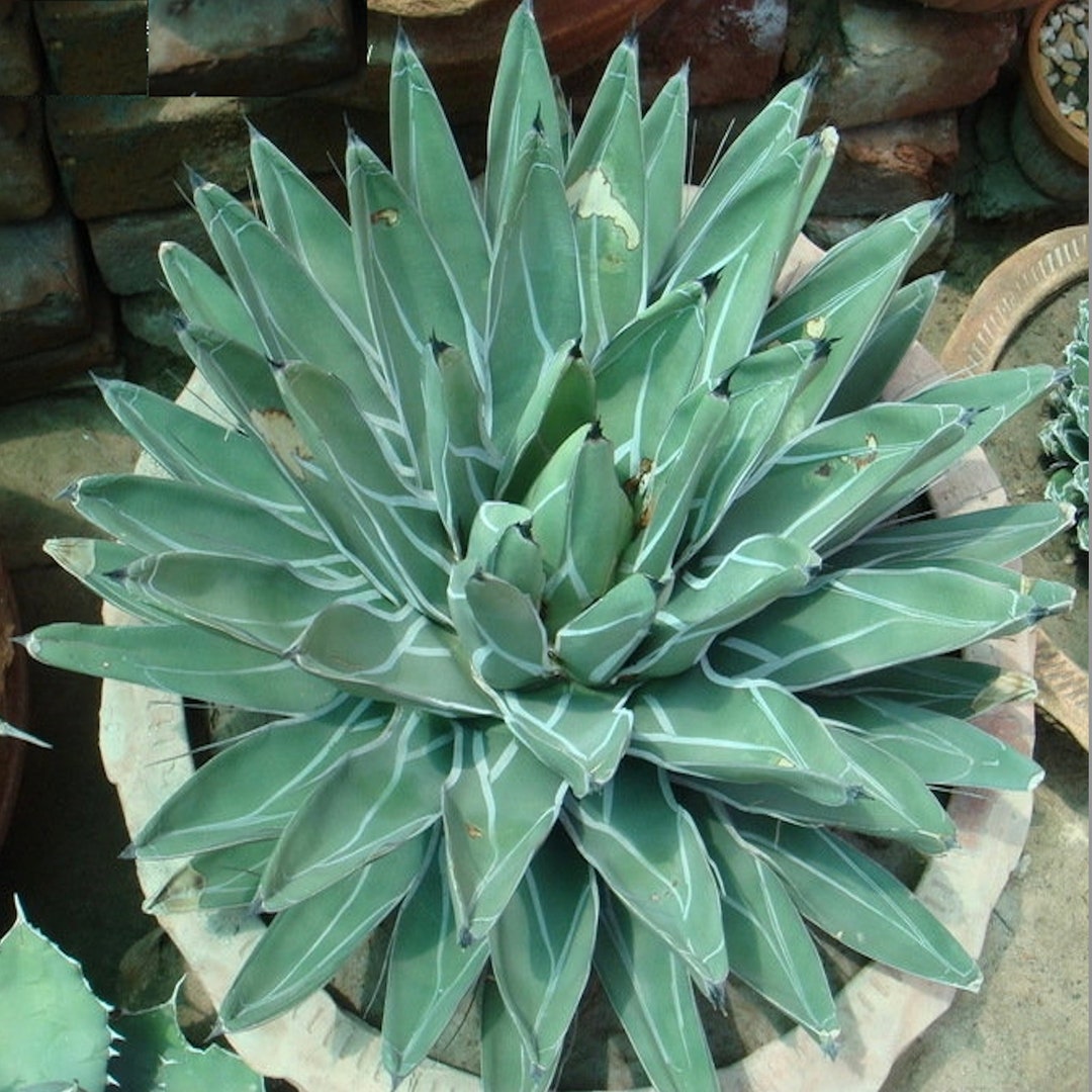 Rosetas azul verdosas - Agave Rey Fernando - Forma geométrica ...