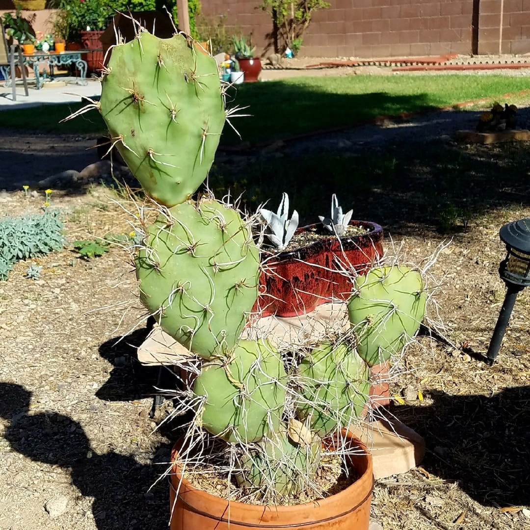 Opuntia Sulphurea curly Spined Prickly Pear Cactus 6 Inch Pot - Etsy