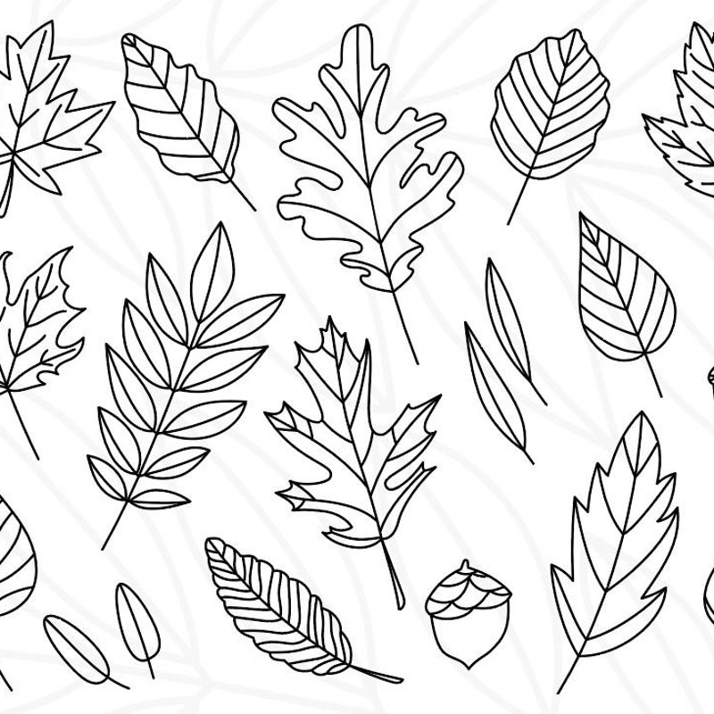 Maple Leaf Line Art - Etsy