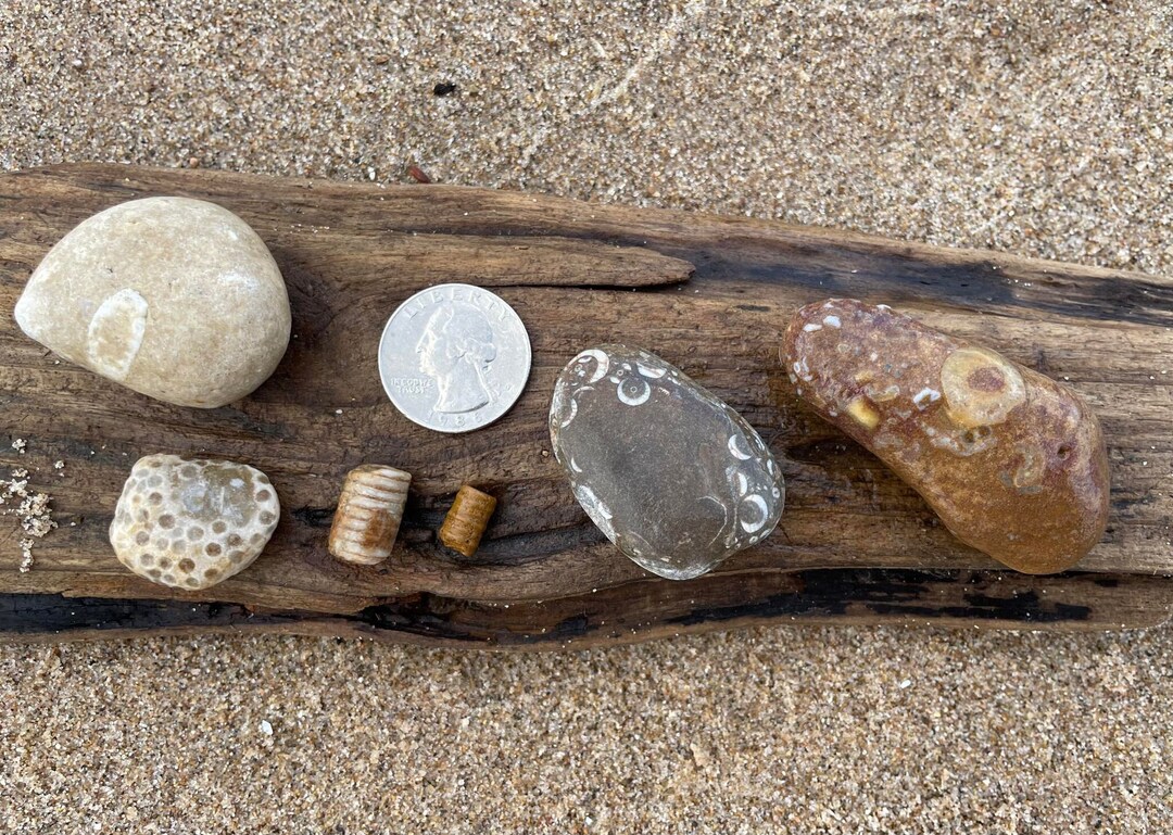 Genuine Fossils From Lake Michigan, Lot of Six Authentic Fossil Rocks ...