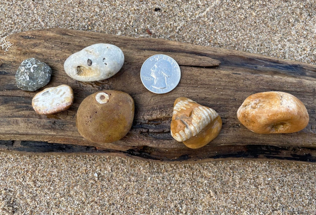 Genuine Fossils From Lake Michigan, Lot of Six Authentic Fossil Rocks ...