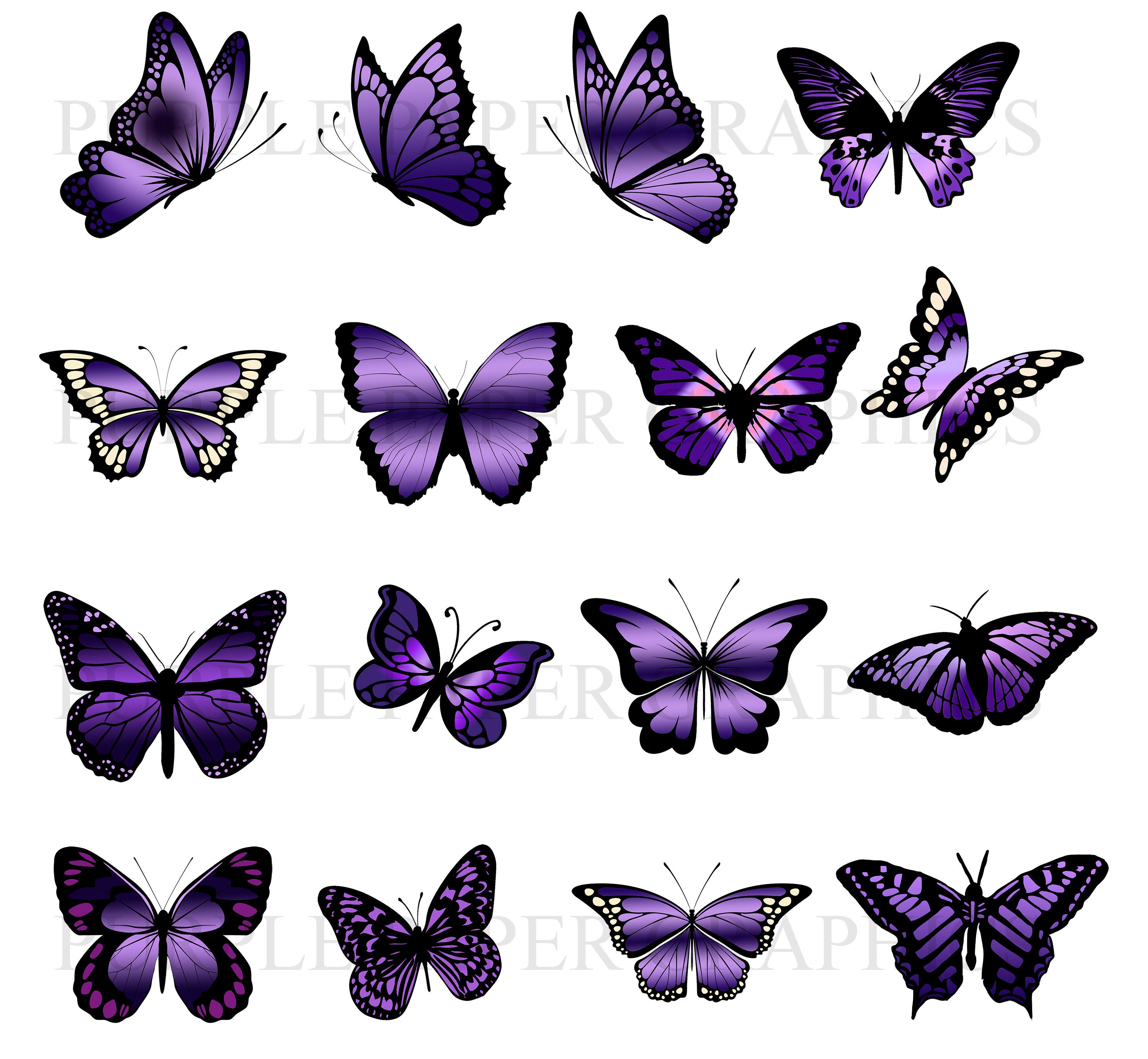 Types Of Purple Butterflies