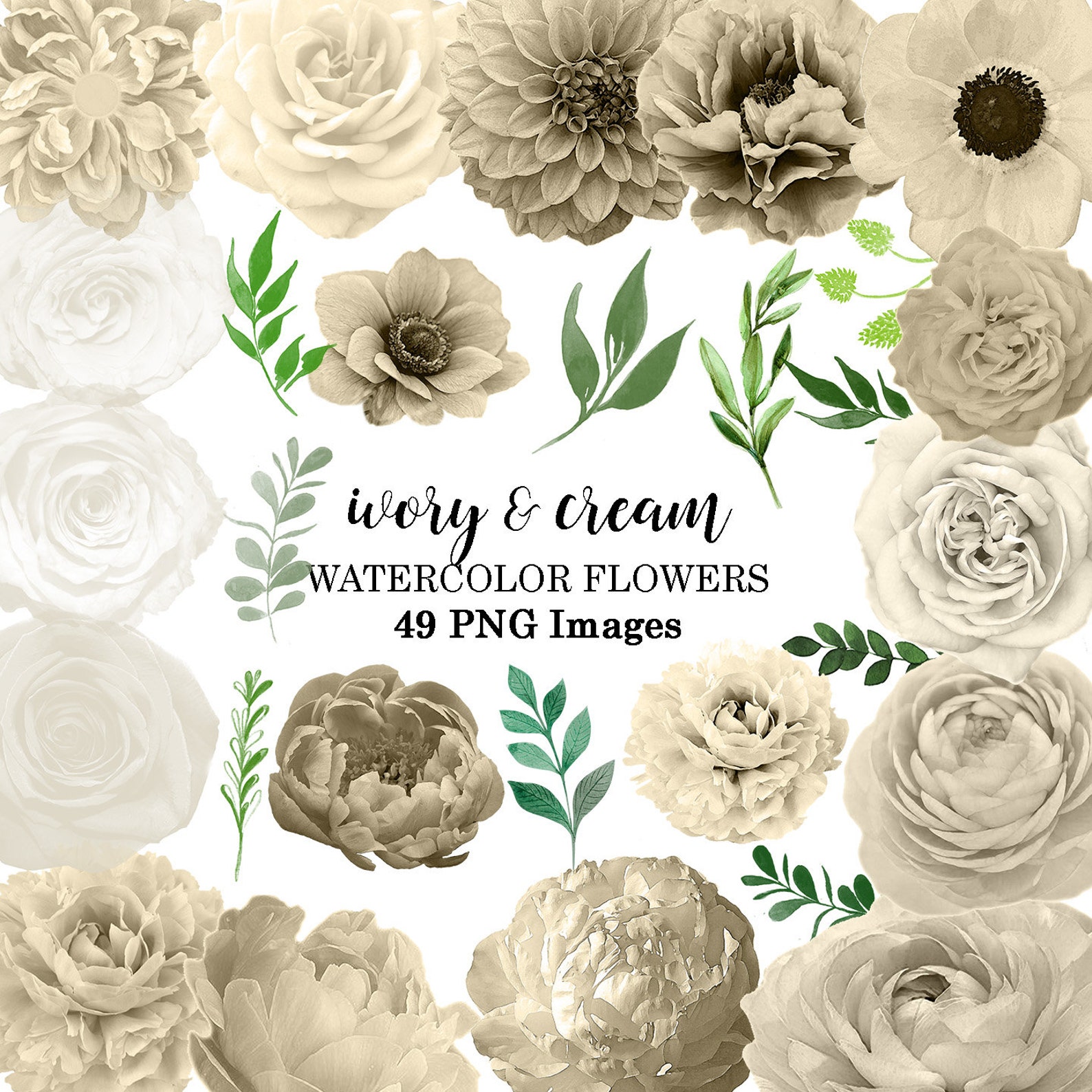 Ivory and Cream Watercolor Flower Clipart 21 Floral Clip - Etsy