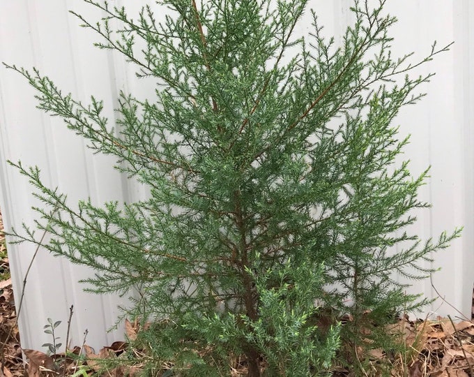 2 Ft Tall Eastern Red Cedar Tree Seedling - Etsy