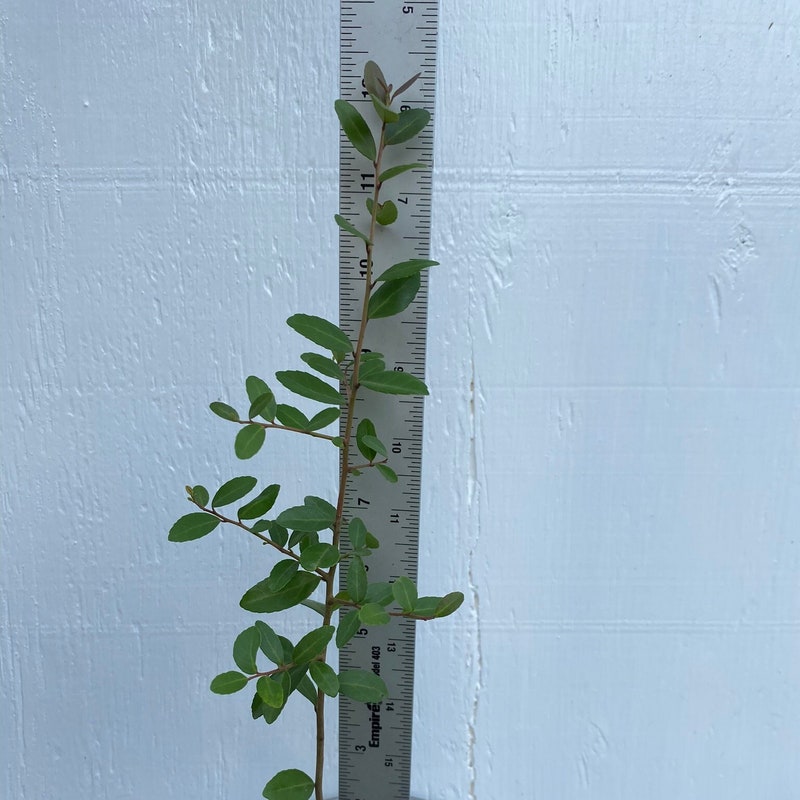 Tree Tea Plant - Etsy